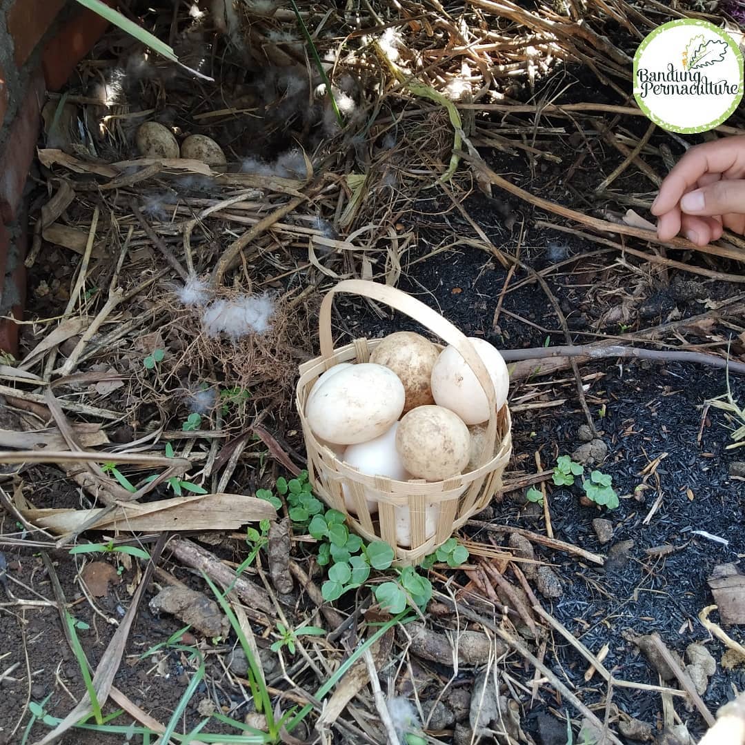 Panen Telur Free Range Entog – Suma Natural Skin Care