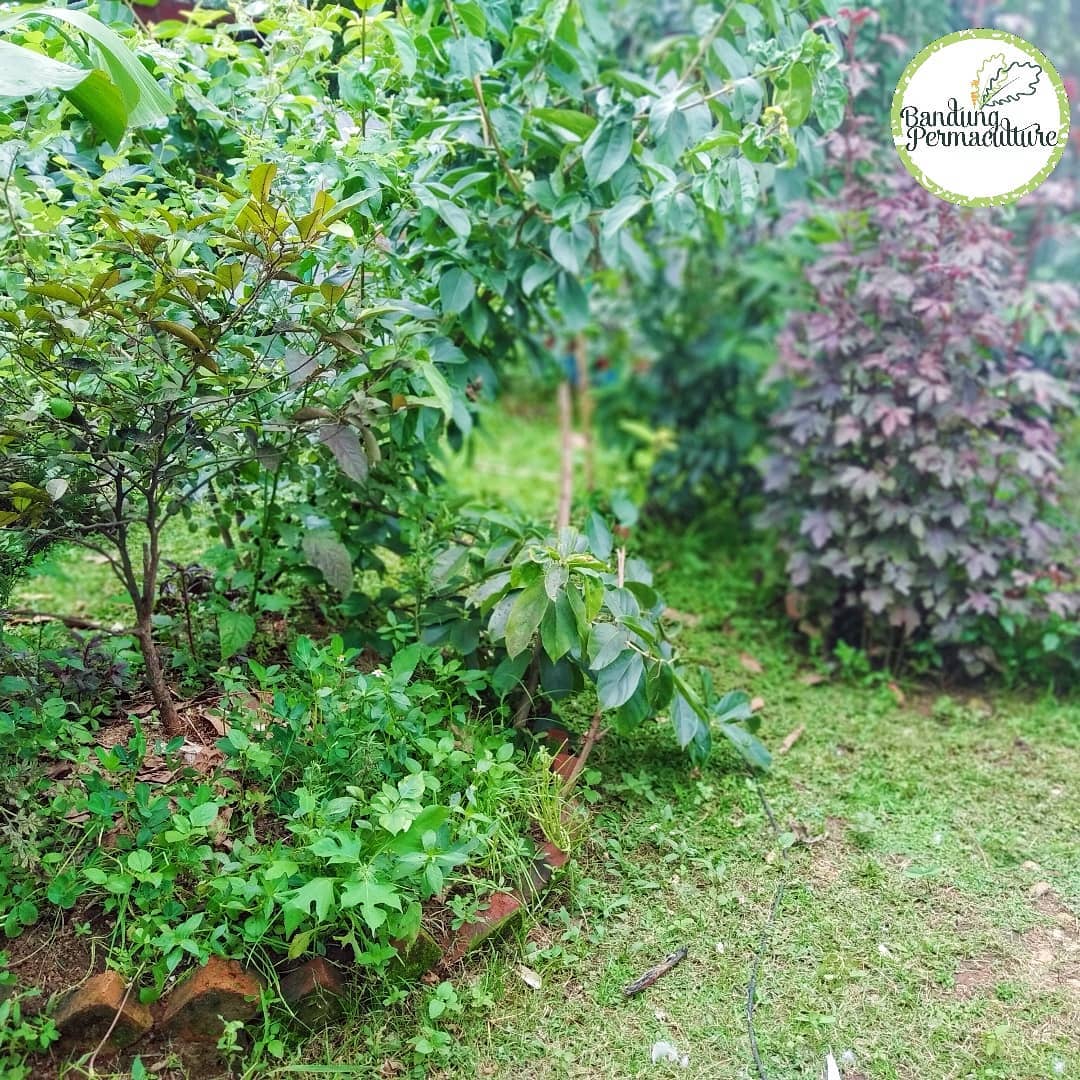 Sekilas Permaculture Garden Bagian Belakang – Suma Natural Skin Care