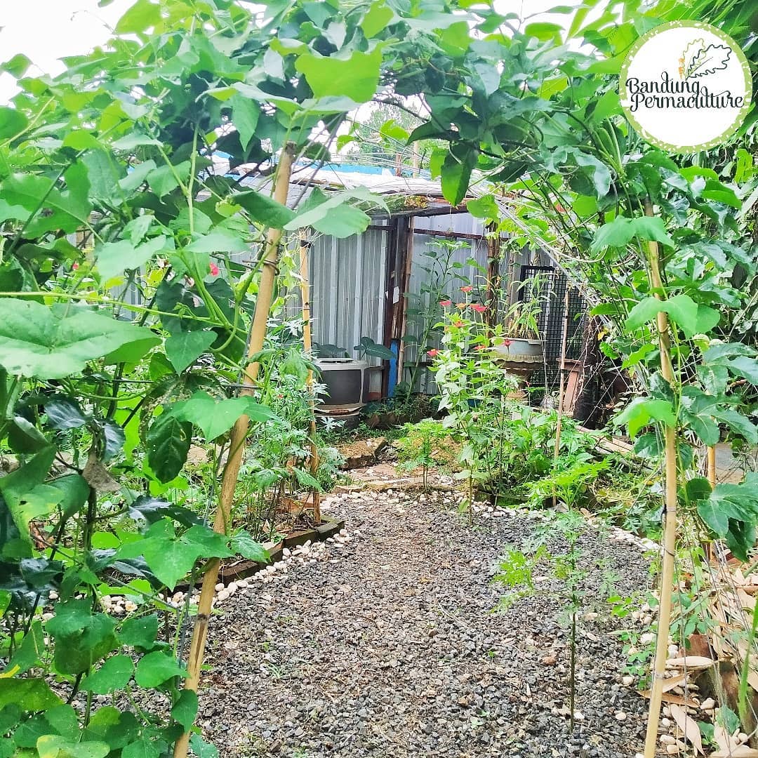 Our Permaculture Garden – Suma Natural Skin Care