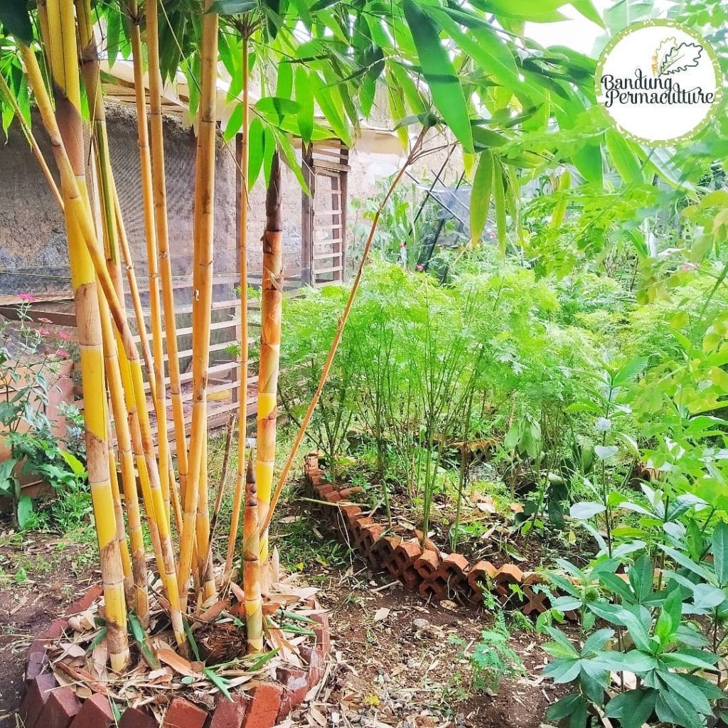 Our Permaculture Garden – Suma Natural Skin Care