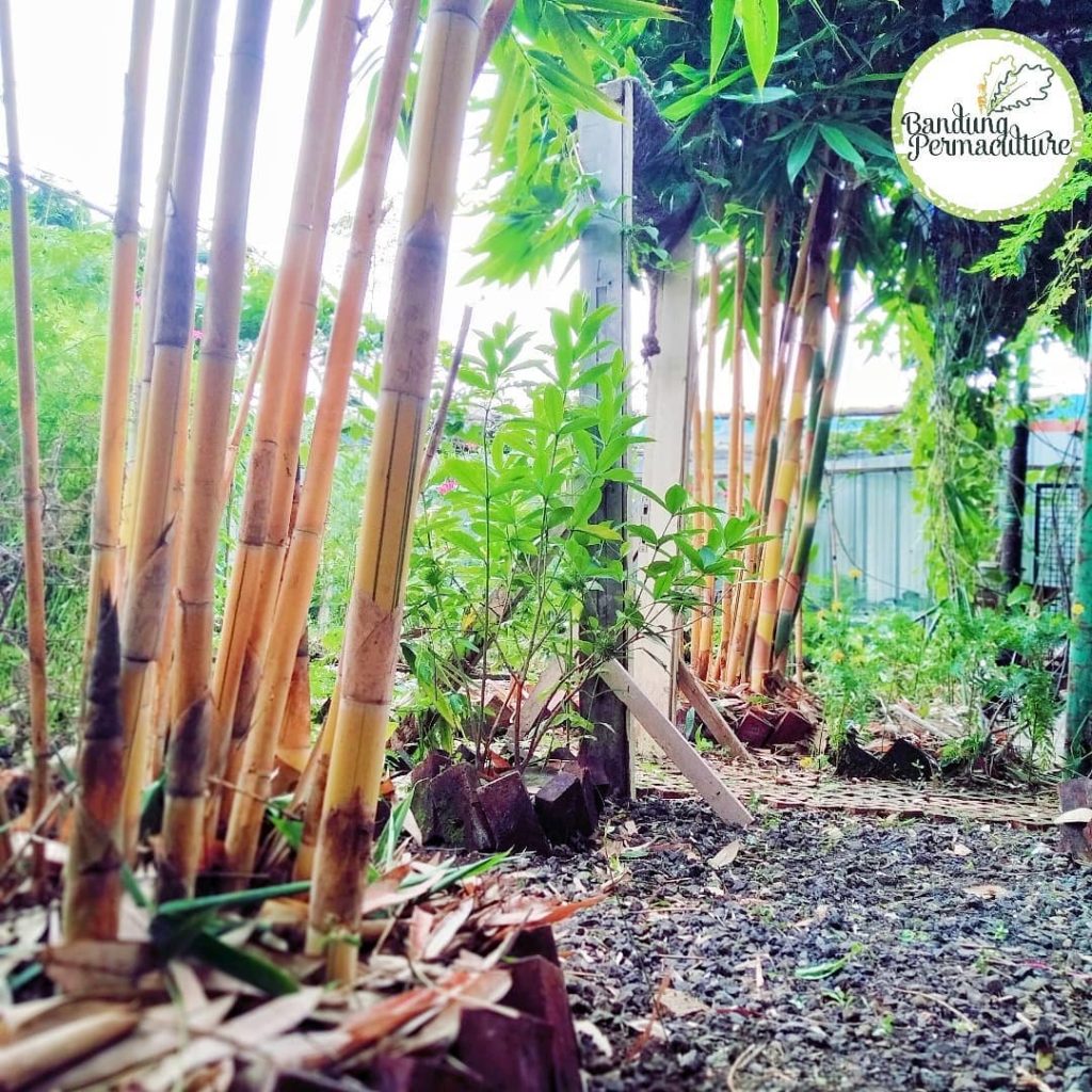 Our Permaculture Garden – Suma Natural Skin Care