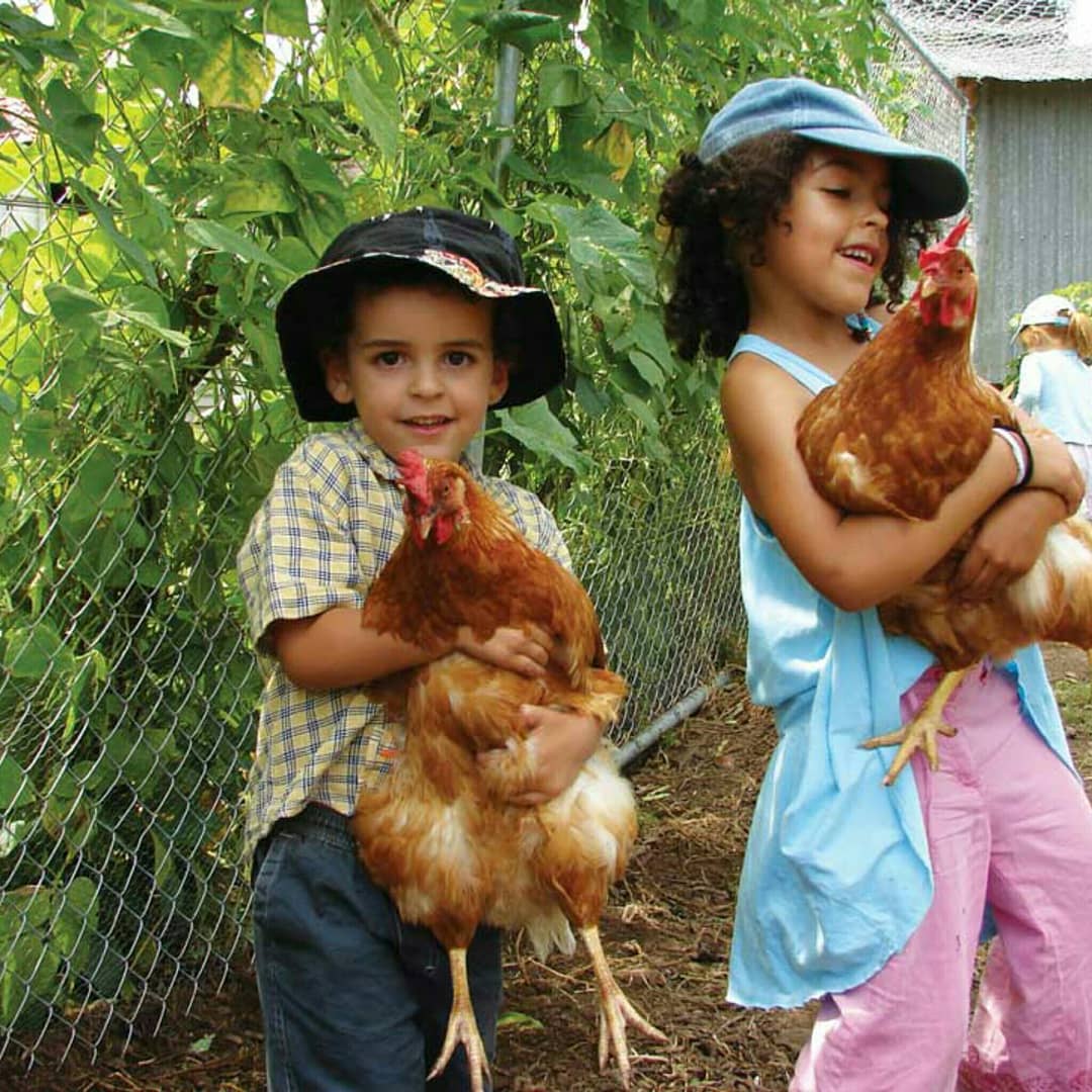 Prinsip Permaculture 8 – Integrate Rather Than Segregate – Suma Natural Skin Care