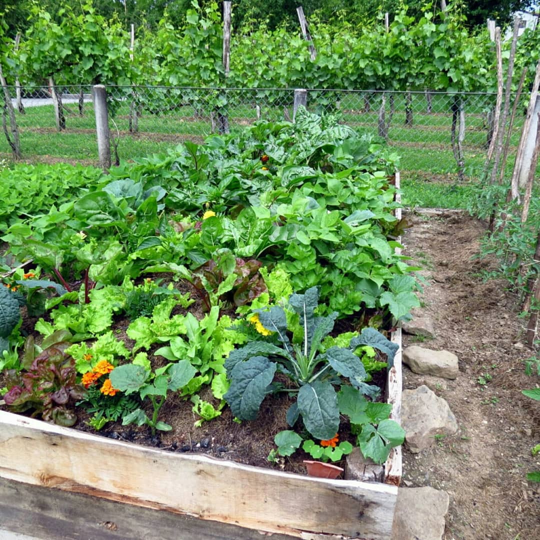 Prinsip Permaculture 8 – Integrate Rather Than Segregate – Suma Natural Skin Care