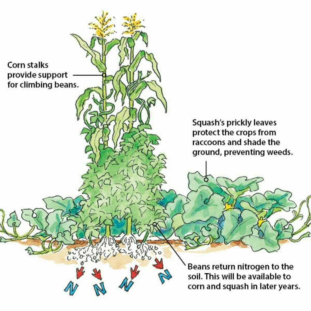 Prinsip Permaculture 8 – Integrate Rather Than Segregate – Suma Natural Skin Care
