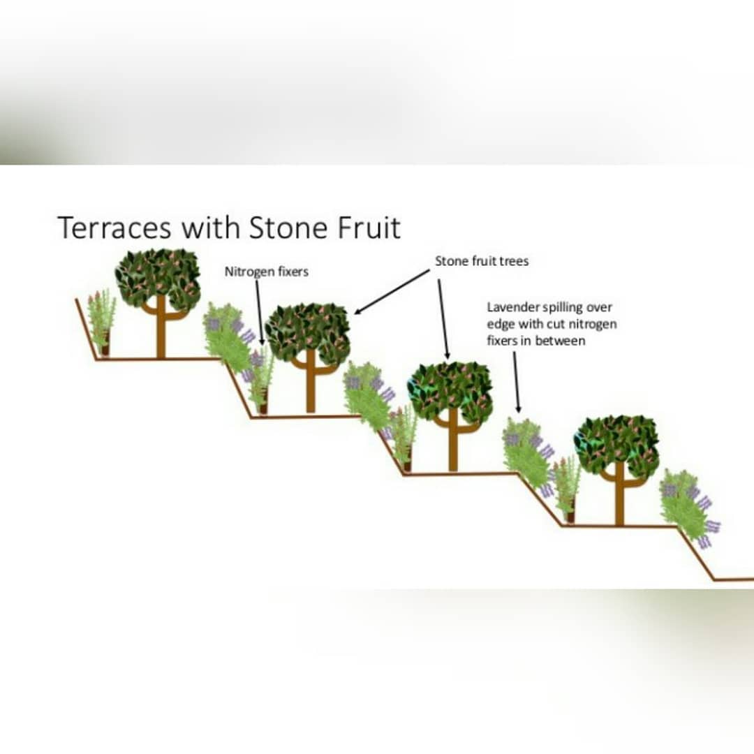 Permaculture Design System 3 – Menentukan Kebutuhan Landscape – Suma ...