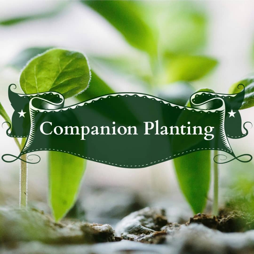 Permaculture Approach 3 – Pest Management. Apa itu Companion Plant ...